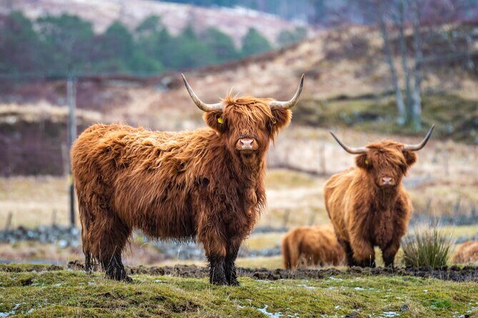 Edinburgh: Loch Lomond, The Highlands & Hairy Coo's (Small-Group) - Exploring the Best of Scottish Scenery with the Loch Lomond, Highlands & Hairy Coos Small-Group Tour