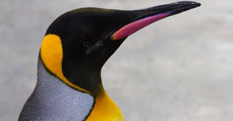 Edinburgh Zoo Entrance Ticket - A Detailed Look at Edinburgh Zoo