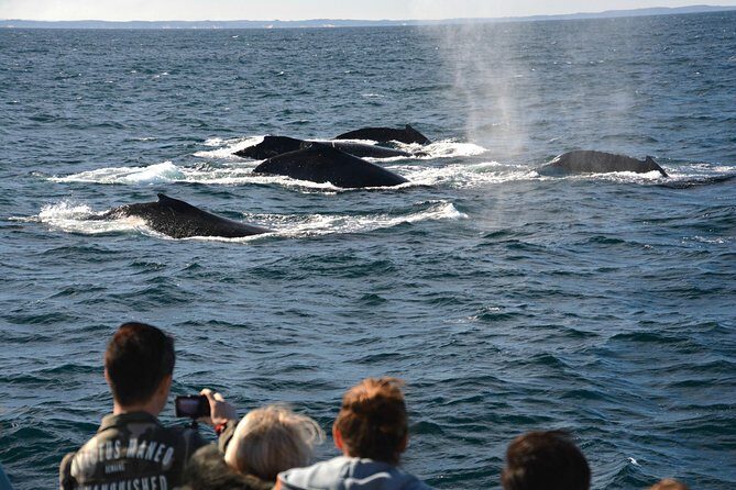 Educational Whale Watching Tour from Perth - What Makes This Whale Watching Tour Special?