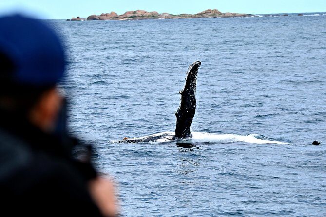 Educational Whale Watching Tour from Perth - Who Should Consider This Tour?