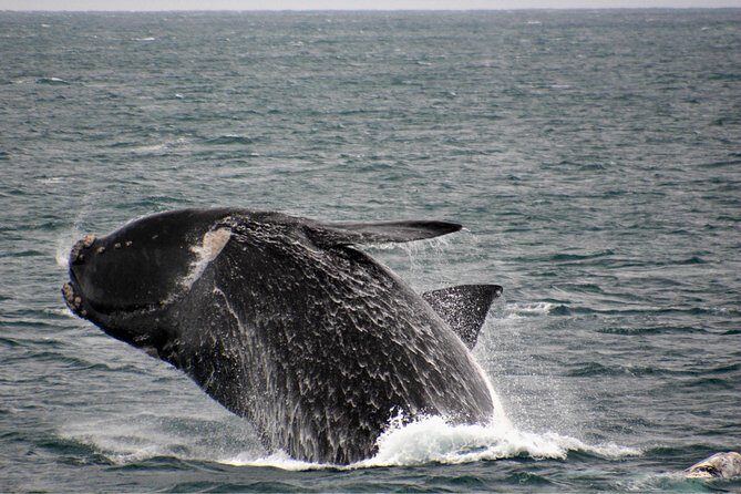Educational Whale Watching Tour from Perth - FAQ