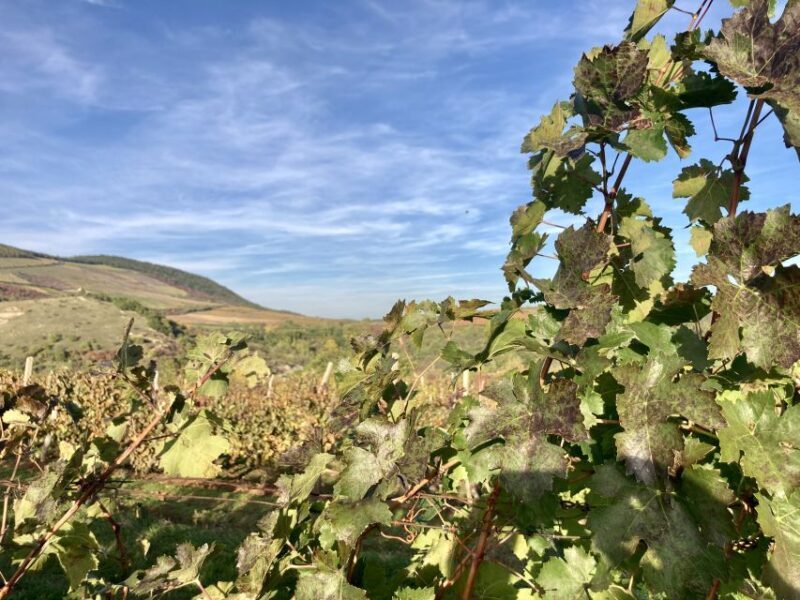 Eger: Countryside, Culture, and Wine Private Tour - Who Would Love This Experience?