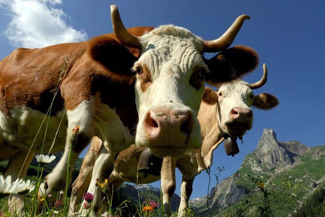 Eiger and Jungfrau Panorama Day Trip from Lucerne - Authentic Experiences & Review Highlights