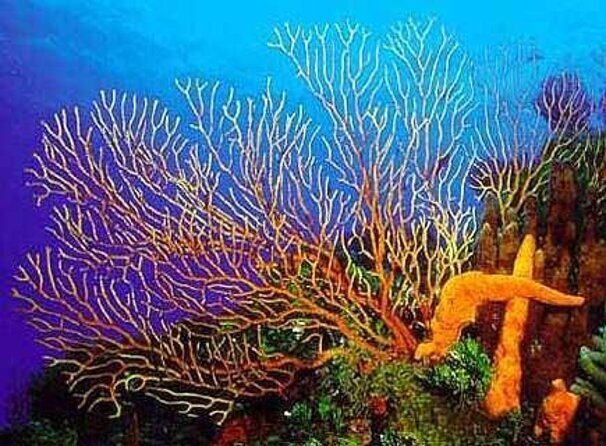 El Cielo and Snorkel Private Excursion - Key Points  