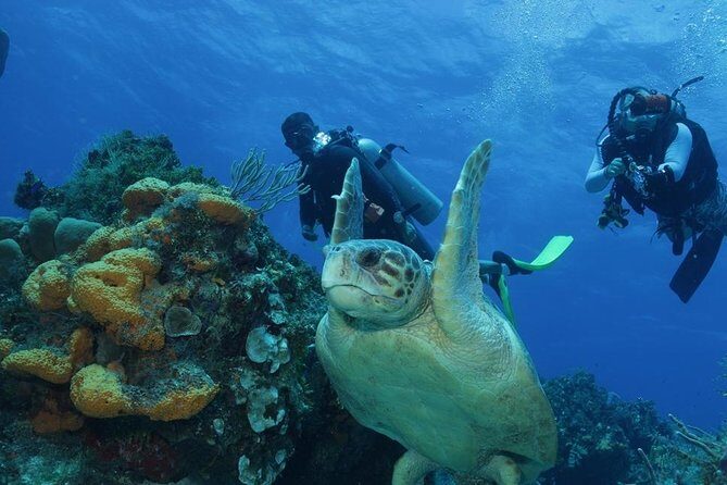 El Cielo Cozumel - The Basics: What You Need to Know