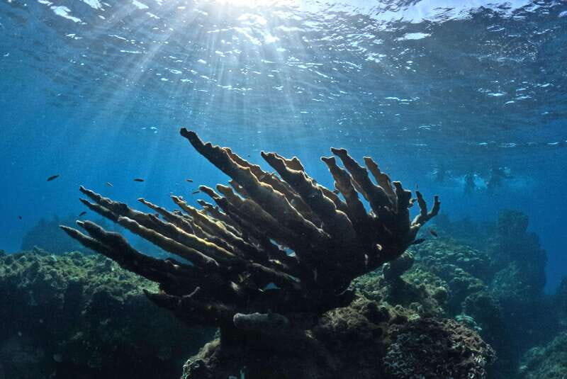 El Cielo Cozumel private snorkel tour - Key Points