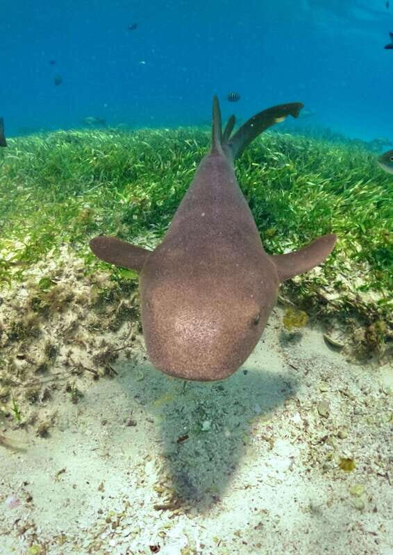 El Cielo Cozumel private snorkel tour - Why Choose the El Cielo Cozumel Private Snorkel Tour?