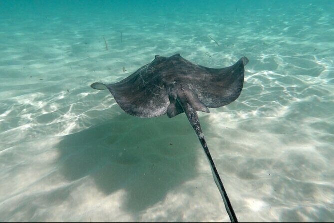 El Cielo Palancar and Columbia Snorkeling Tour - Authentic Insights from Reviews