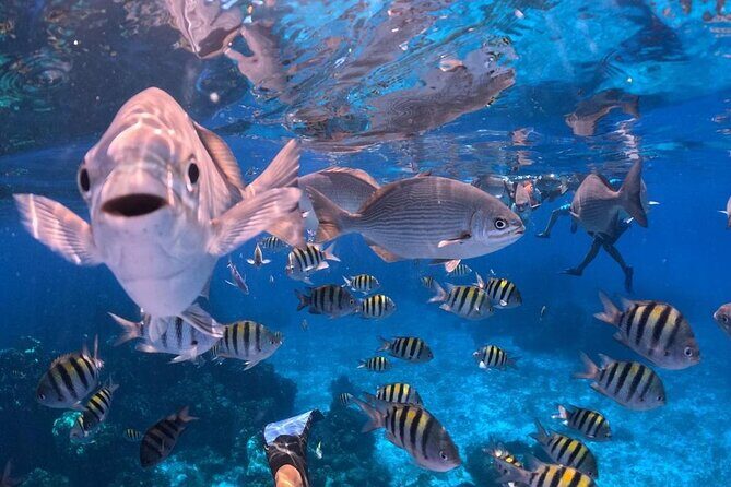 El Cielo Snorkeling Adventure in Cozumel - FAQ