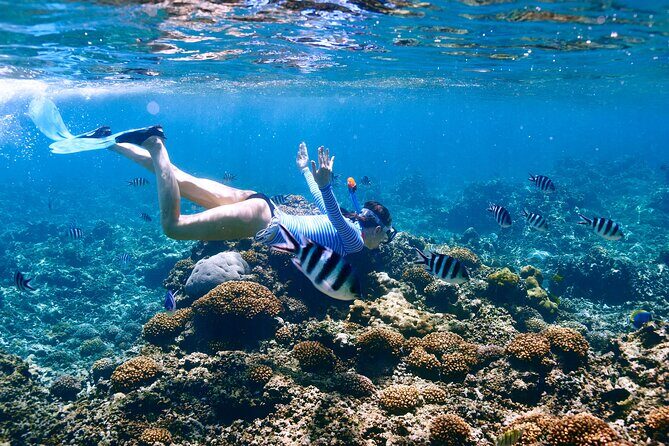 El Cielo the Breathtaking Snorkel Tour of Cozumel Cielito Beach & Lunch Included - The Sum Up