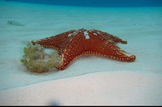 El Cielo Tour with Reef Snorkeling from Cozumel - Authentic and Relaxed Atmosphere