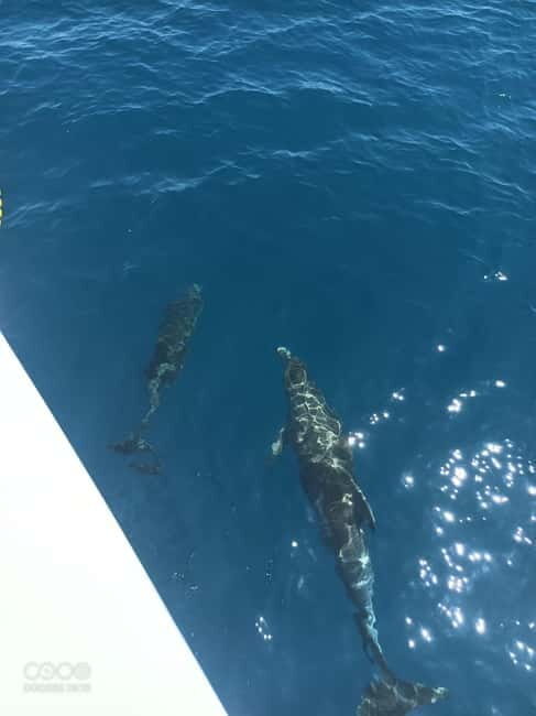 Elba Island: a boat trip to the Elviscot wreck - FAQ