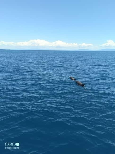 Elba Island boat trips - The Value of This Tour