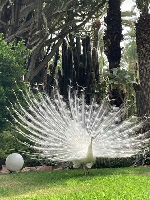 Elche: Entry Ticket Huerto del Cura National Artistic Garden - FAQ: Your Practical Questions Answered