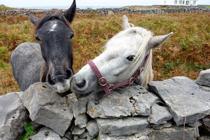 Electric biking on Inishmore island. Aran island. Self-guided. Full day. - Practical Tips for Your Ride