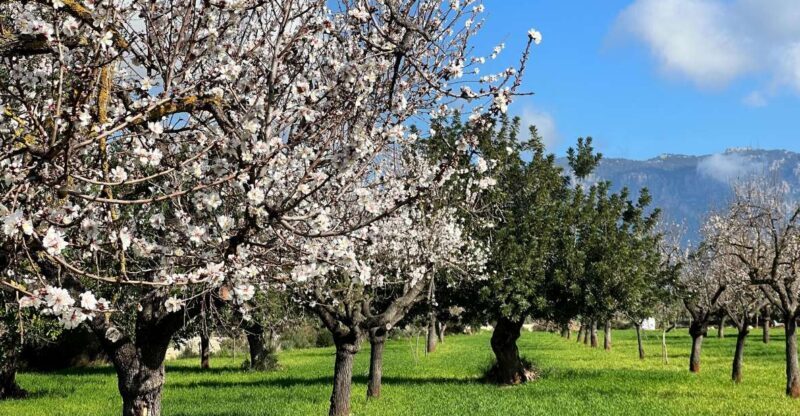 Embrace the enchantment of Mallorca's almond blossom season - Scenic Drive and Almond Blossom Viewing