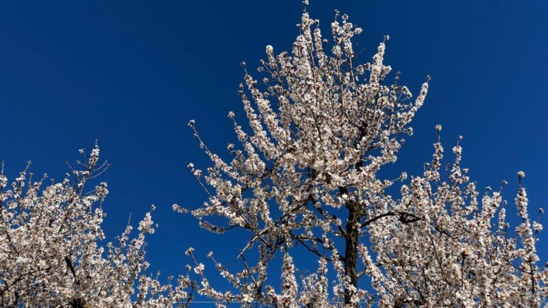 Embrace the enchantment of Mallorca's almond blossom season - Citrus Plantation and Tasting