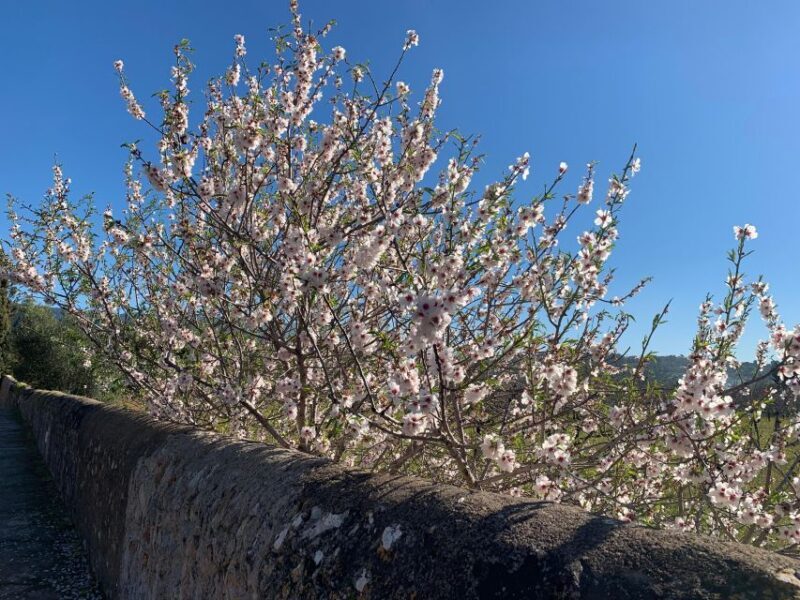 Embrace the enchantment of Mallorca's almond blossom season - Exploring Valldemossa