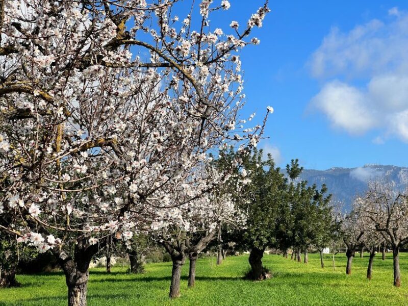 Embrace the enchantment of Mallorca's almond blossom season - What’s Included and Price Analysis