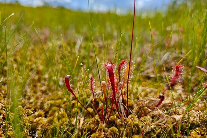 emeri Great Bog Discovery With Optional Sunrise & Jrmala Visit - Practical Details: What Travelers Should Know