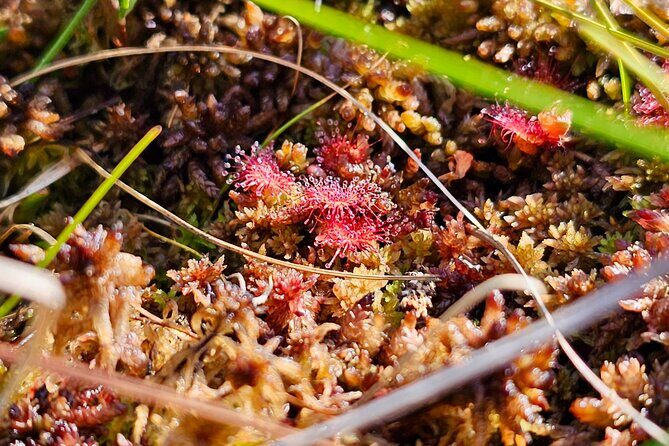 emeri Great Bog Discovery With Optional Sunrise & Jrmala Visit - The Sum Up