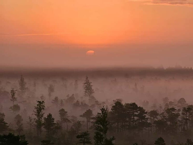 emeri Great Bog With Optional Sunrise & Jrmala Visit - A Closer Look at the Kemeri Bog Tour