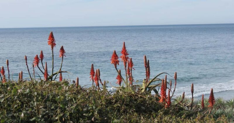 Encinitas: Downtown Walking Tour - Final Summary