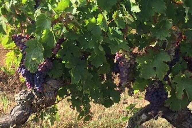 English Speaking Loire Winery Tours originating from Chinon - Who Would Benefit Most from This Tour?  