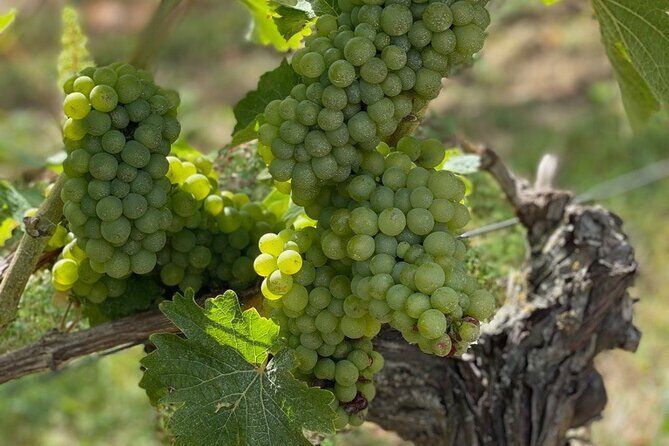 English Speaking Loire Winery Tours pickup from Amboise or Tours - An In-Depth Look at the Tour