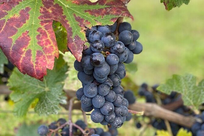 English Speaking Loire Winery Tours pickup from Amboise or Tours - FAQ