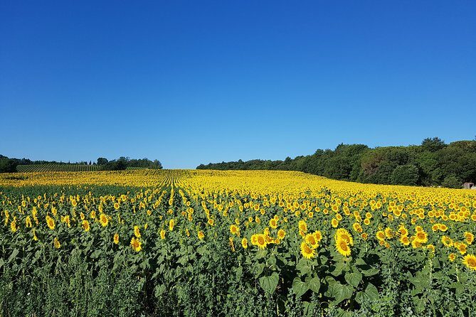 Enjoy a meal with wine tasting in the vineyard of Podere Casanova - The Pros and Cons: What You Need to Know