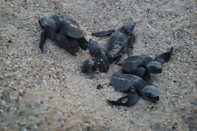 Enjoy Puerto Escondido with Beach and Nature from Oaxaca - Exploring the Itinerary in Depth