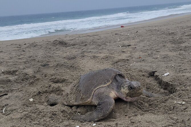 Enjoy Puerto Escondido with Beach and Nature from Oaxaca - Practical Tips for Travelers