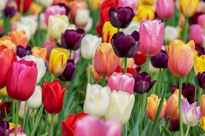 Enjoy the tulip fields by bicycle with a local guide! Tulip bike tour! - Practical Details: What You Need to Know