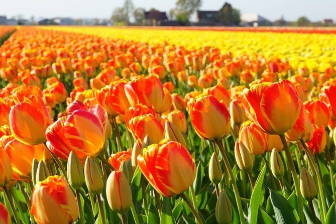 Enjoy the tulip fields by bicycle with a local guide! Tulip bike tour! - FAQ