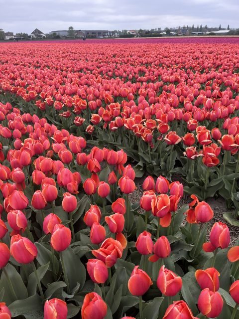 Enjoy the tulip fields in a Landrover with a local guide! - Key Points