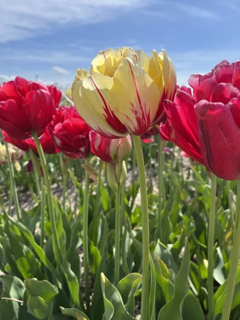 Enjoy the tulip fields in a Landrover with a local guide! - Cultural Insights and Local Stories