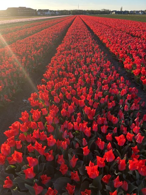 Enjoy the tulip fields in a Landrover with a local guide! - Photo Opportunities and Personal Moments