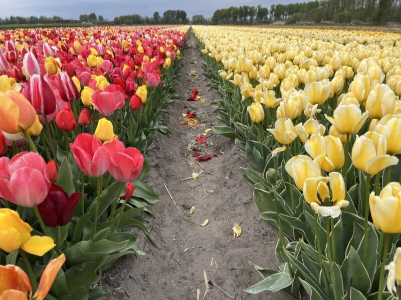 Enjoy the tulip fields in a Landrover with a local guide! - Who Will Love This Tour?