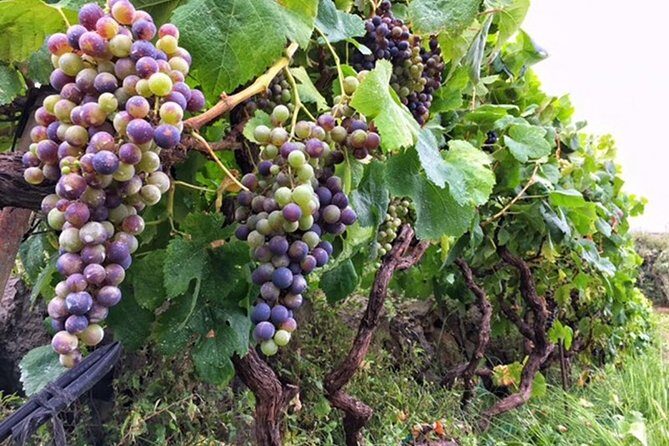 Enogastronomic Tour- 4 hours in Tenerife - Final Word