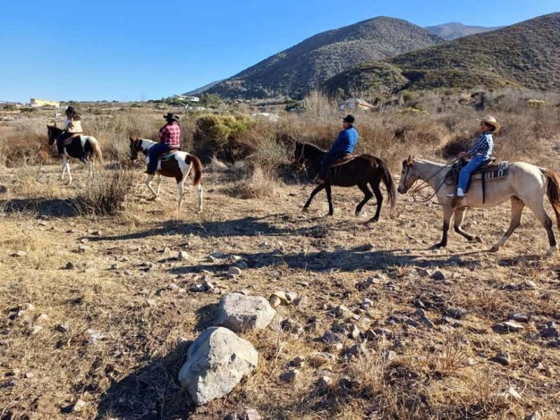 Ensenada: Bajas Hidden Trails: Horseback Ride w/ Ocean View - The Sum Up