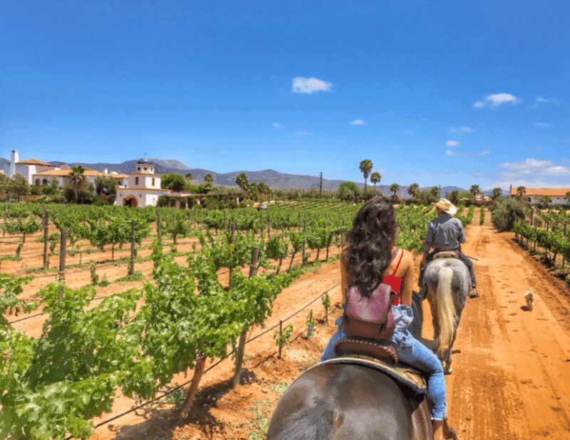 Ensenada: Horseback Riding at the Vineyards - The Sum Up