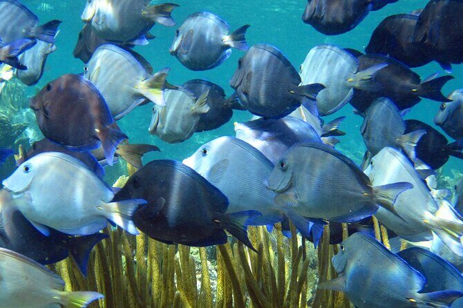 Entry Level PADI Course Discovery Scuba Dive - Key Points  