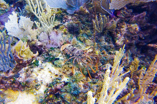 Entry Level PADI Course Discovery Scuba Dive - What to Expect on the Day  