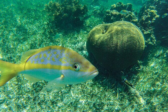 Entry Level PADI Course Discovery Scuba Dive - Equipment & Guides  