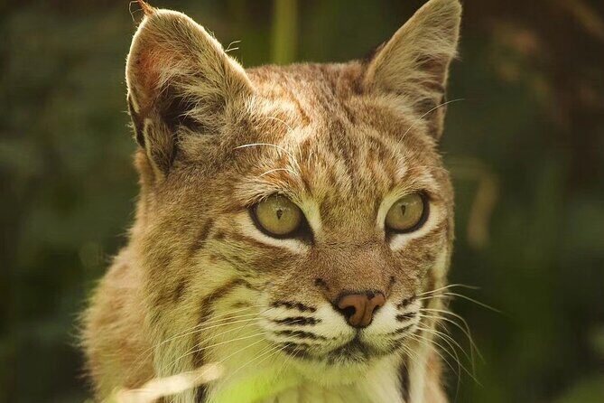 Entry ticket to Hoo Zoo and Dinosaur World in Telford - What Makes This Tour Special?