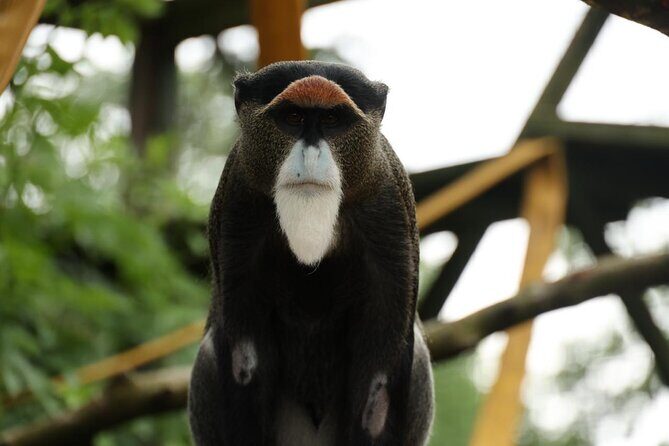 Entry ticket to Hoo Zoo and Dinosaur World in Telford - Who Should Consider This Tour?