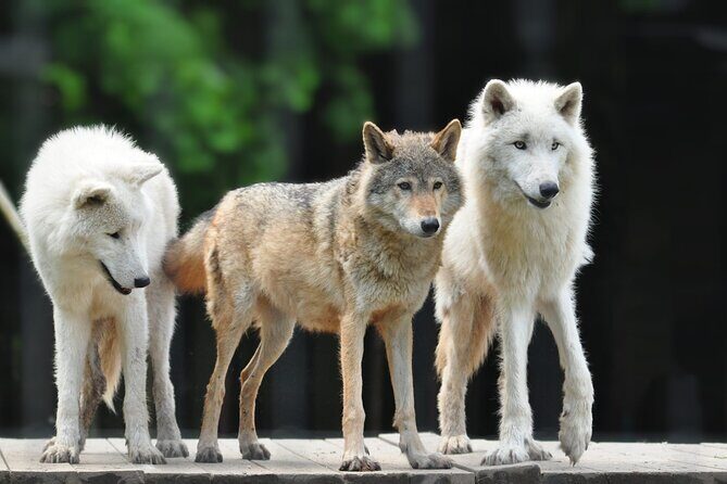 Entry ticket to Hoo Zoo and Dinosaur World in Telford - The Sum Up