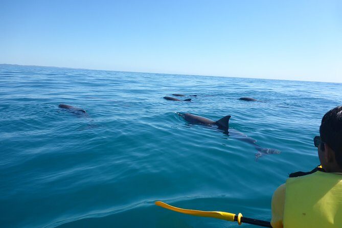Epic Kayak With Dolphins & Wildlife - 4WD Beach Adventure Noosa - What to Expect from the Tour