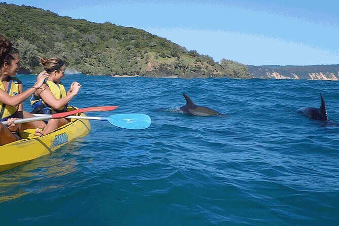 Epic Kayak With Dolphins & Wildlife - 4WD Beach Adventure Noosa - FAQ